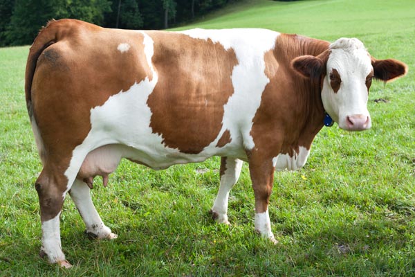 Rasseportrait | Simmentaler Rind [METZGEREI DER LUDWIG]